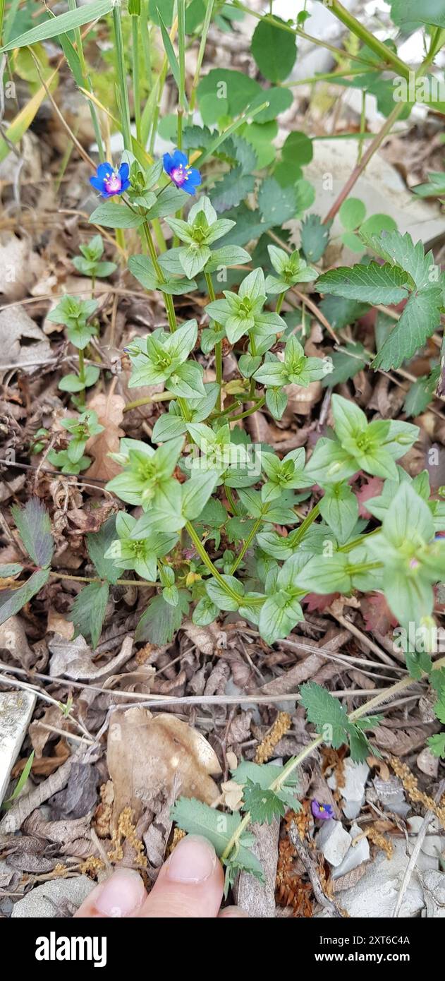 Foemina Blue Pimpernel (Lysimachia foemina) Plantae Stock Photo - Alamy
