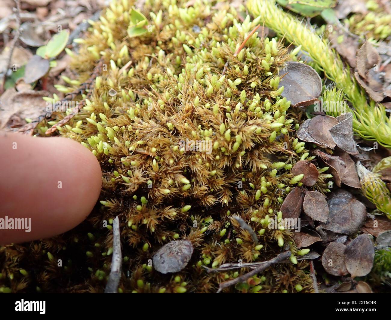 ribbed bog moss (Aulacomnium palustre) Plantae Stock Photo - Alamy