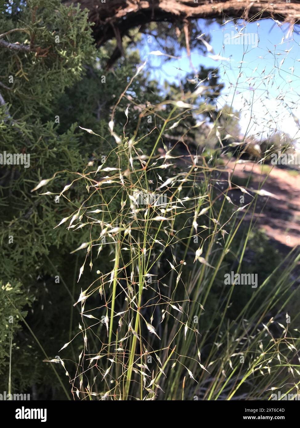 Sand Ricegrass (Eriocoma hymenoides) Plantae Stock Photo - Alamy