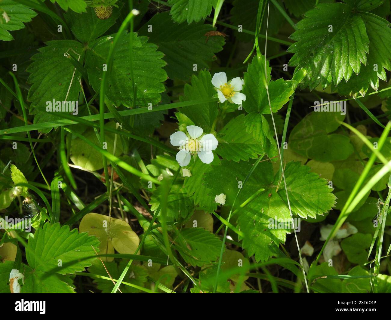 woodland strawberry (Fragaria vesca) Plantae Stock Photo - Alamy