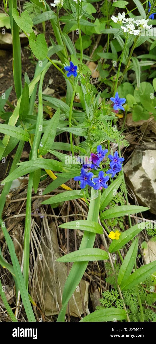 Purple gromwell aegonychon purpurocaeruleum hi-res stock photography ...