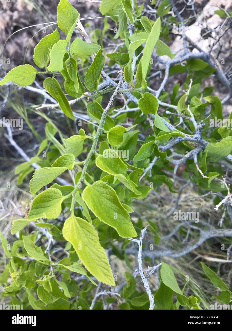 netleaf hackberry (Celtis reticulata) Plantae Stock Photo - Alamy