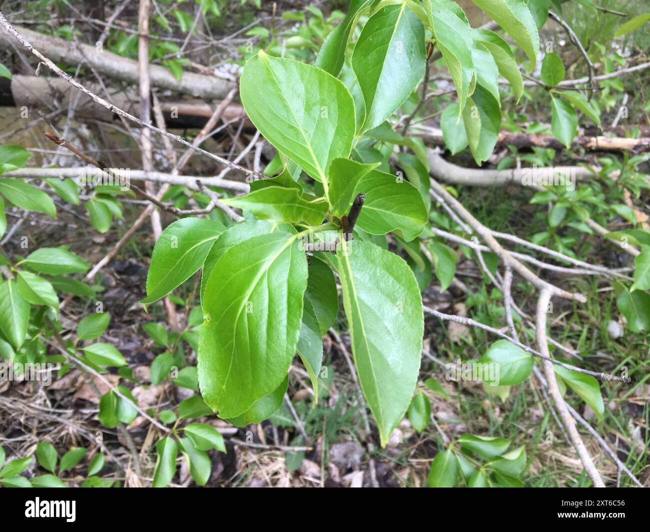 balsam poplar (Populus balsamifera) Plantae Stock Photo - Alamy
