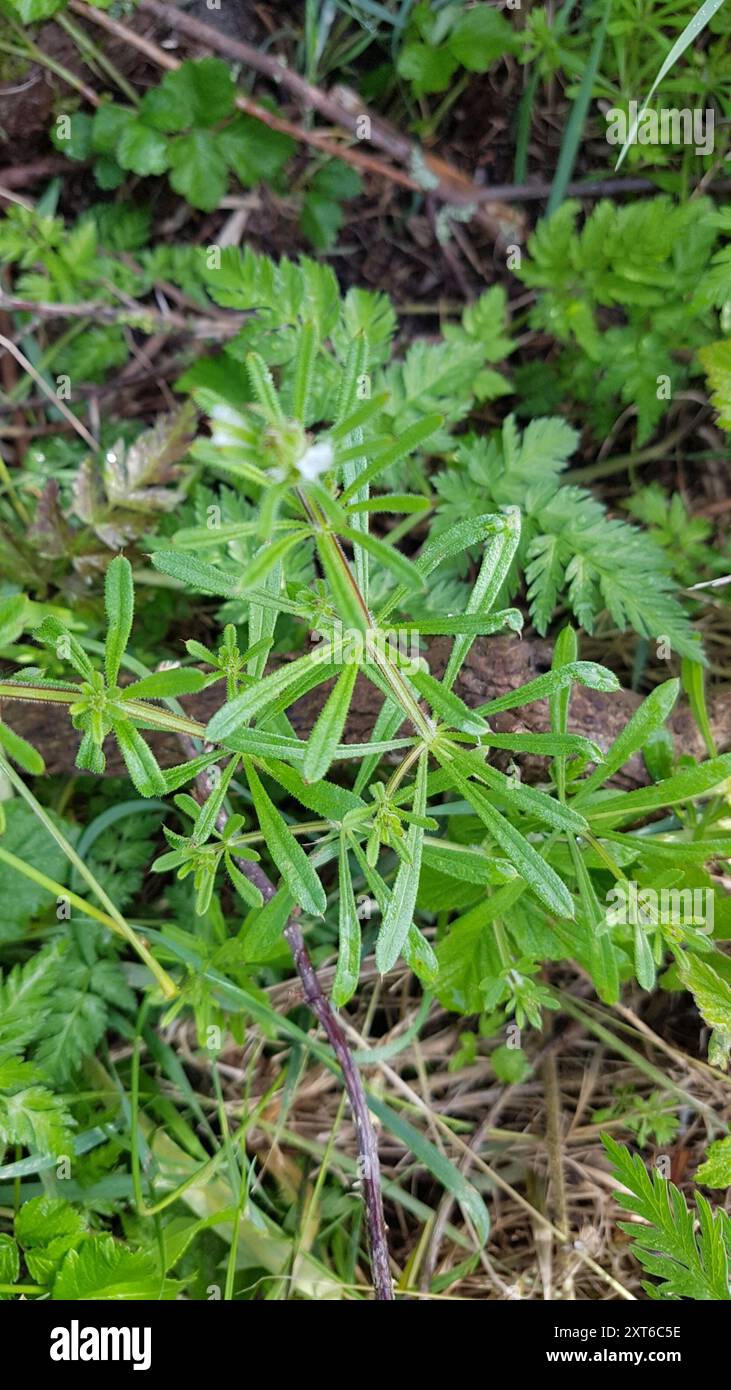 catchweed bedstraw (Galium aparine) Plantae Stock Photo - Alamy