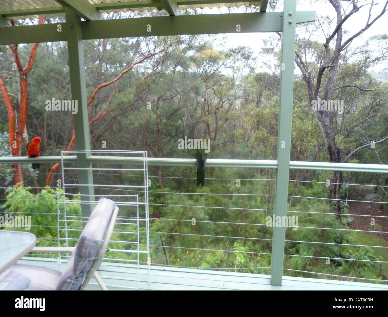 Australian King Parrot (Alisterus scapularis) Aves Stock Photo - Alamy