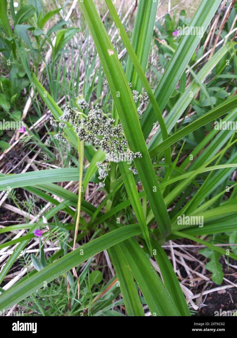 Panicled Bulrush (Scirpus microcarpus) Plantae Stock Photo - Alamy