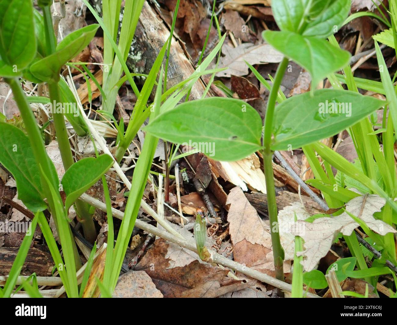 dog-strangling vines (Vincetoxicum) Plantae Stock Photo - Alamy
