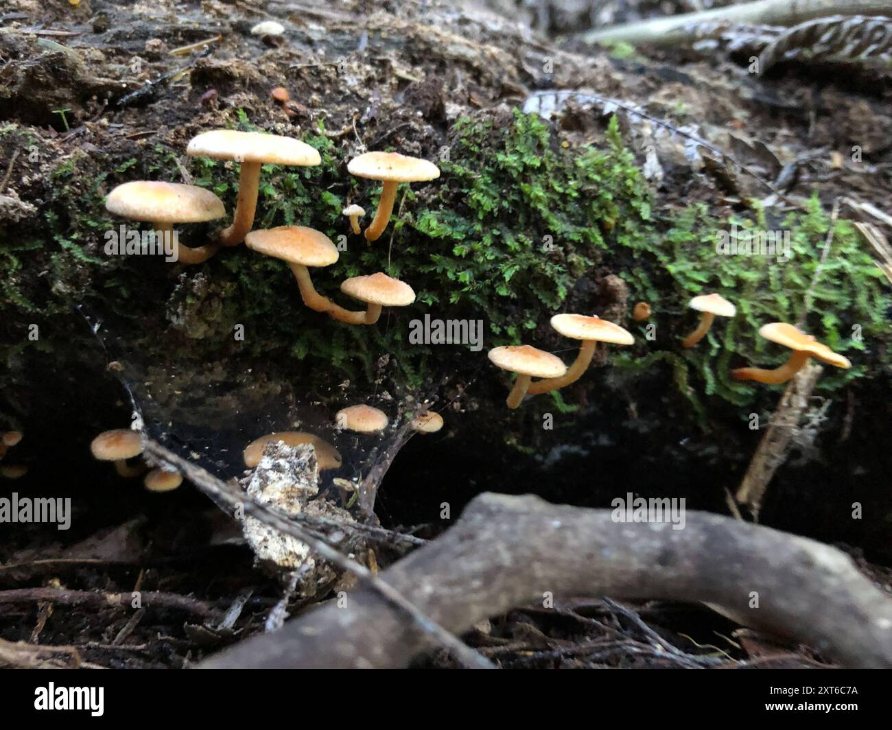 Hypholoma acutum hi-res stock photography and images - Alamy
