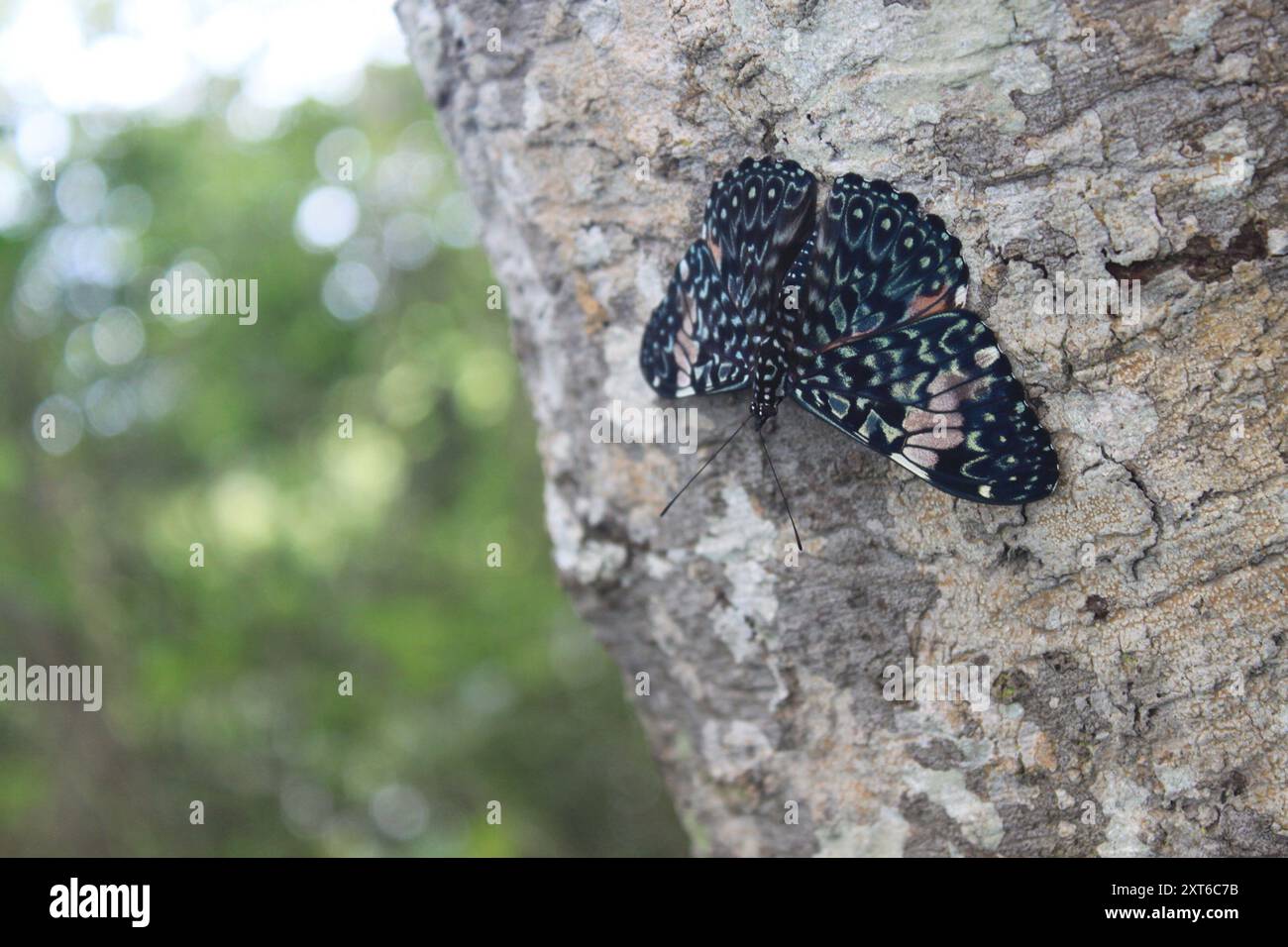 Red Cracker (Hamadryas amphinome) Insecta Stock Photo - Alamy