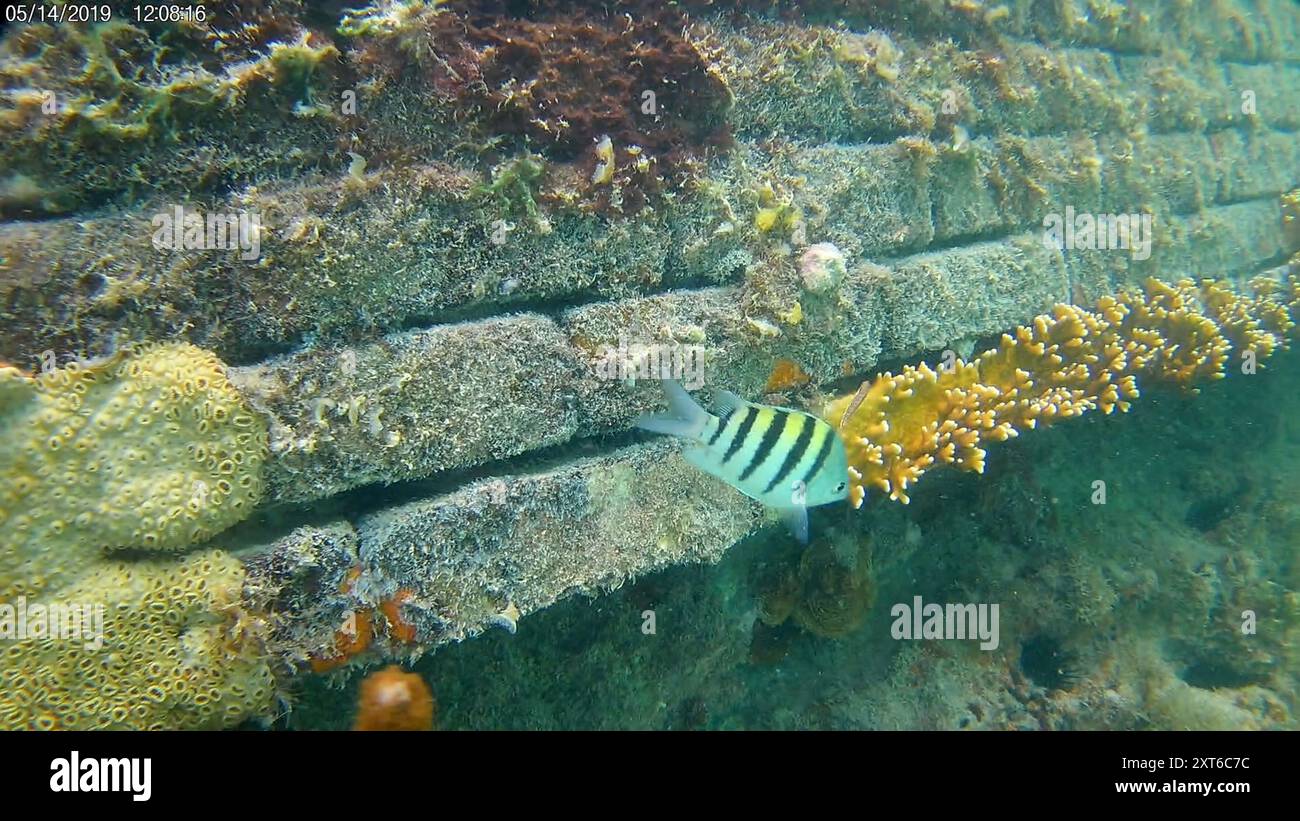 Atlantic Sergeant Major (Abudefduf saxatilis) Actinopterygii Stock ...