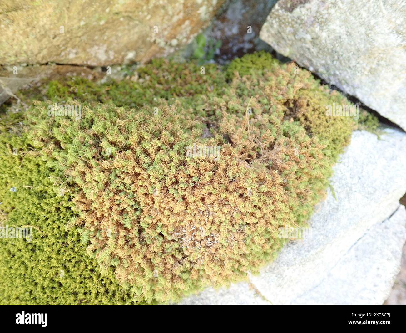 joint-toothed mosses (Bryopsida) Plantae Stock Photo - Alamy
