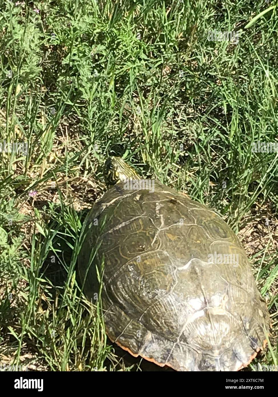 Texas Cooter (Pseudemys texana) Reptilia Stock Photo - Alamy