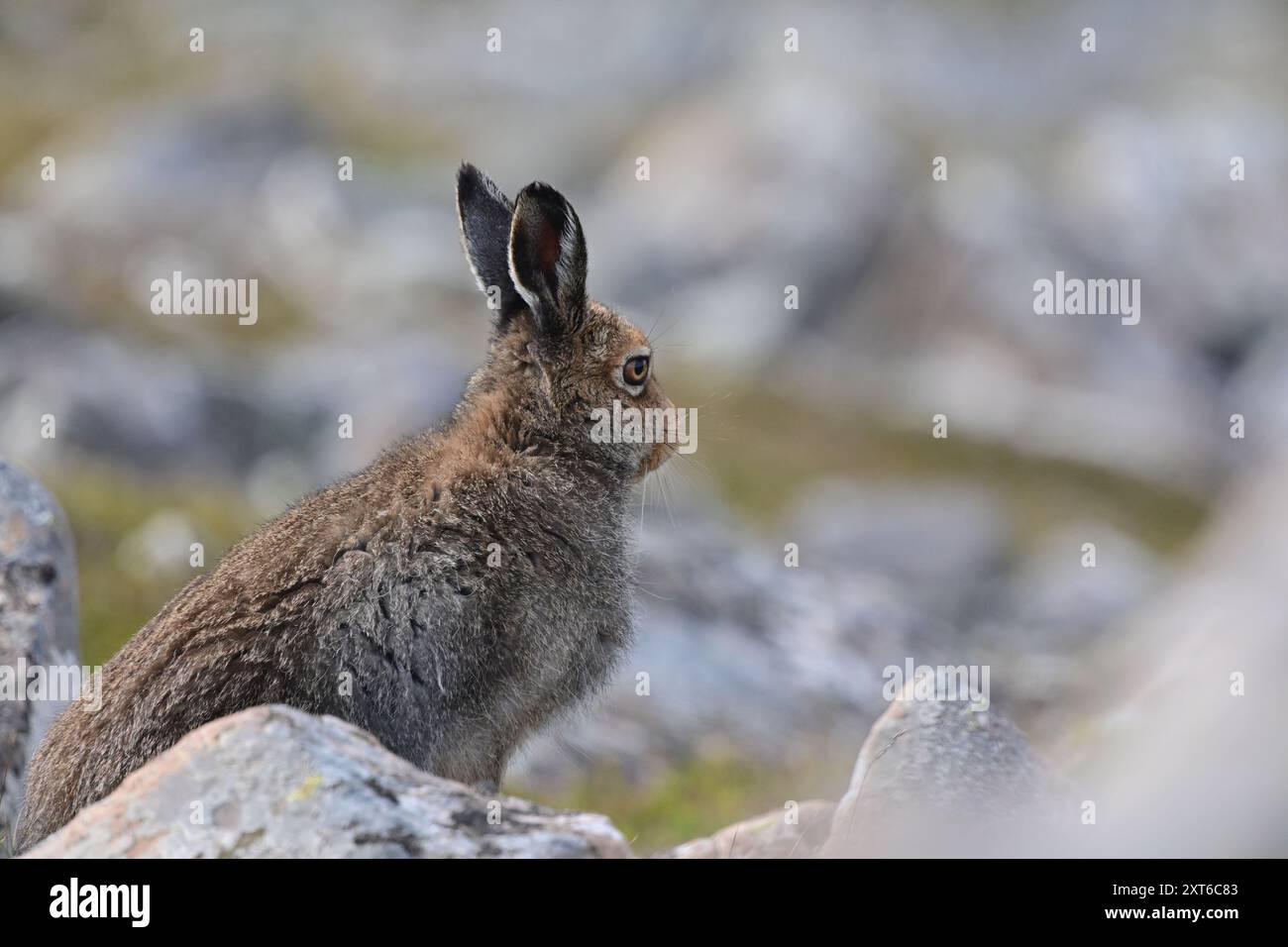 Mountain hare Lepus timidus Stock Photo - Alamy
