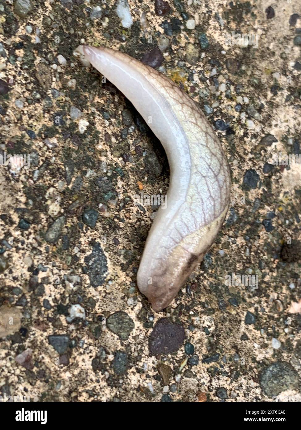 Gastropods (Gastropoda) Mollusca Stock Photo - Alamy