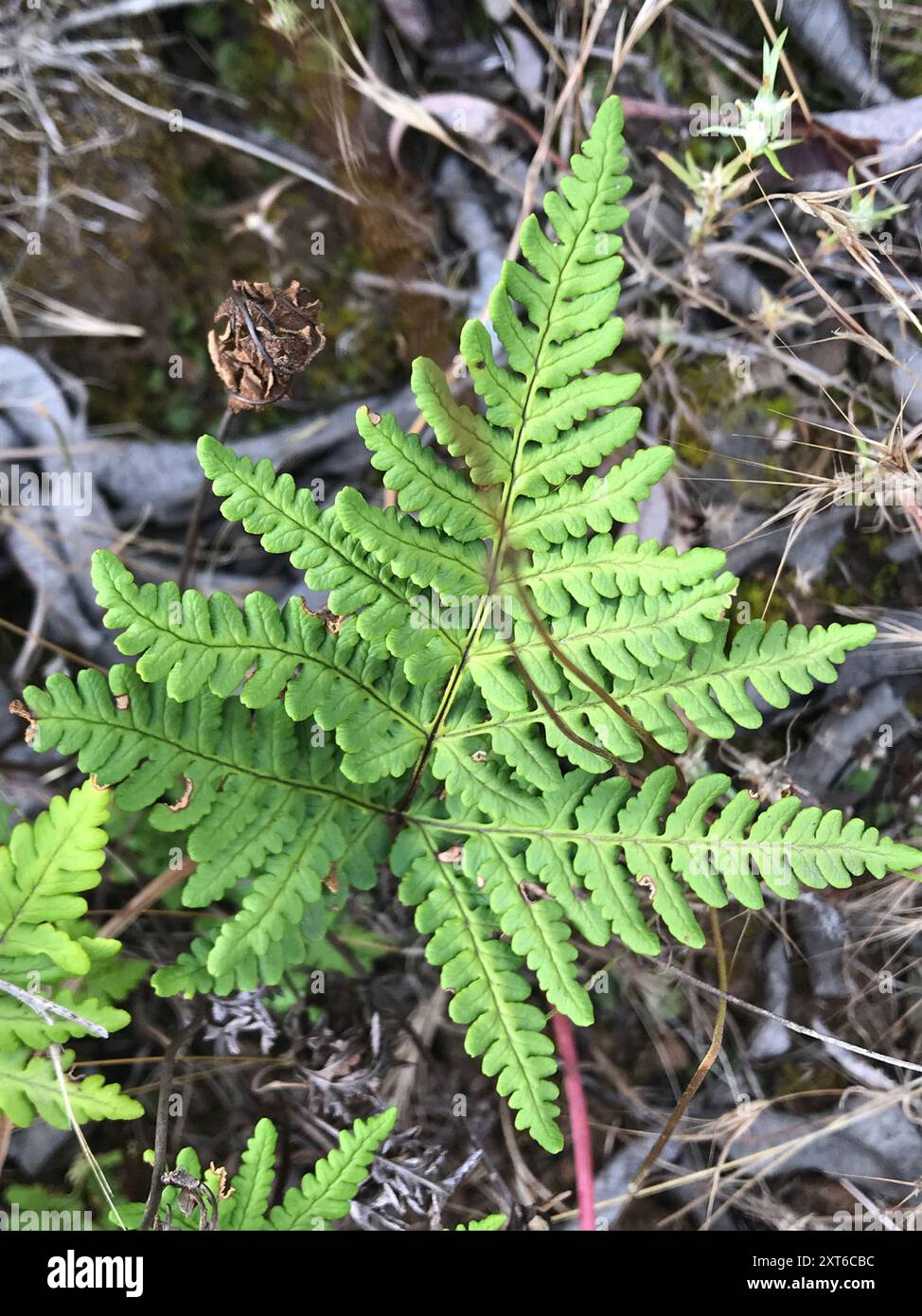 goldback fern (Pentagramma triangularis) Plantae Stock Photo - Alamy