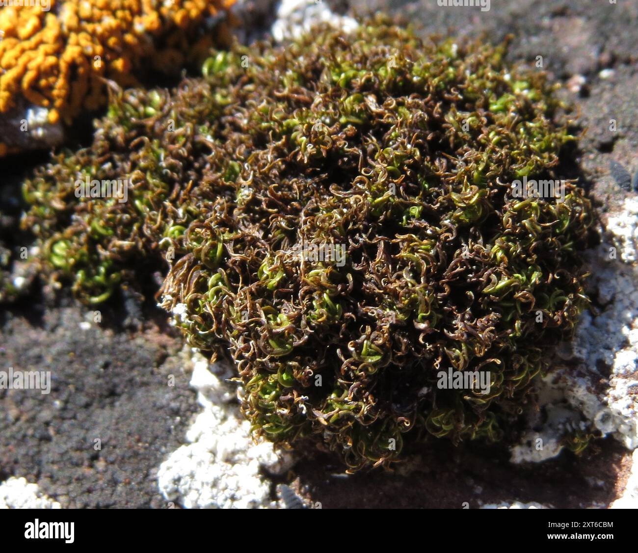 Twisted Moss (Tortella tortuosa) Plantae Stock Photo - Alamy