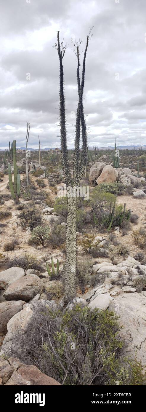 Boojum tree (Fouquieria columnaris) Plantae Stock Photo - Alamy