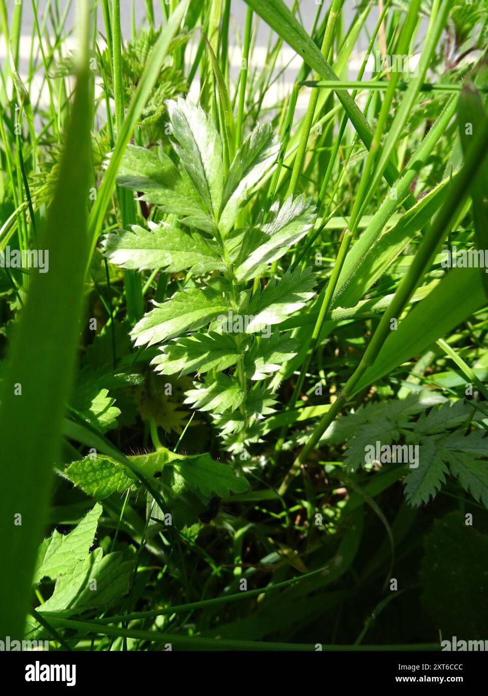 common silverweed (Argentina anserina) Plantae Stock Photo - Alamy