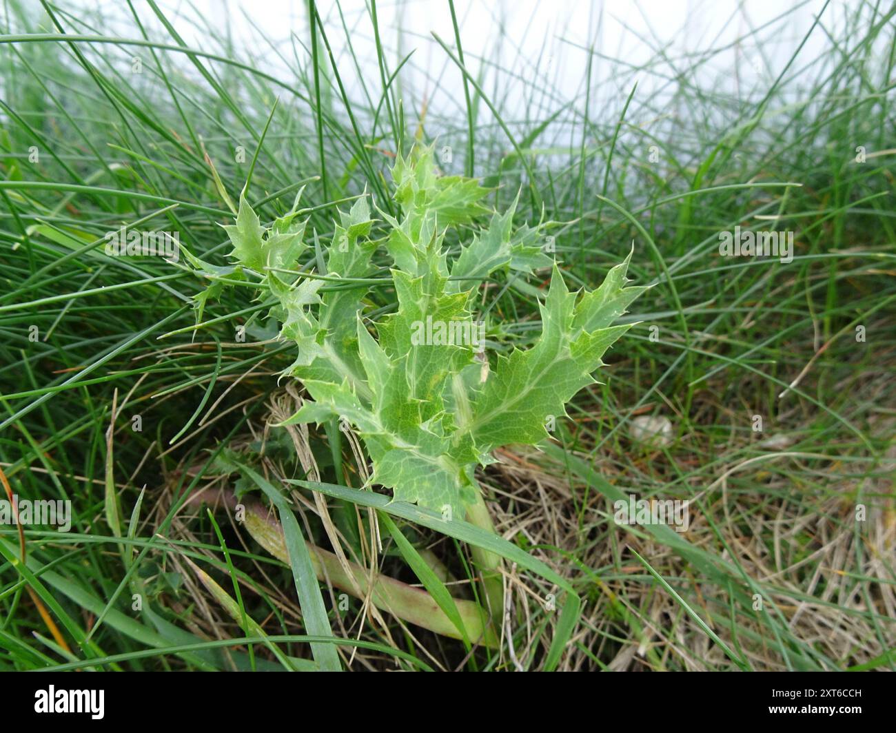 Field Eryngo (Eryngium campestre) Plantae Stock Photo - Alamy