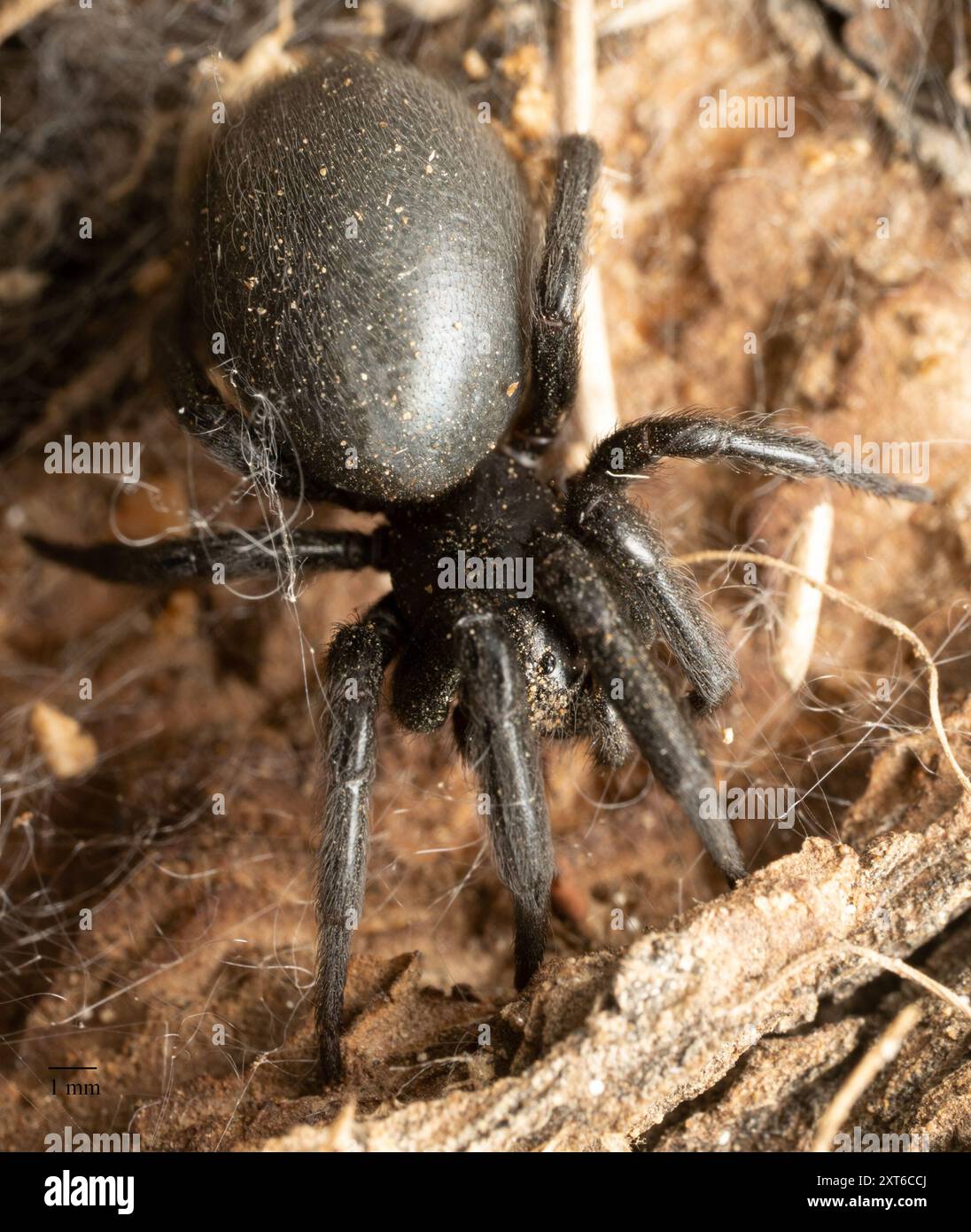 Spiders (Araneae) Arachnida Stock Photo - Alamy