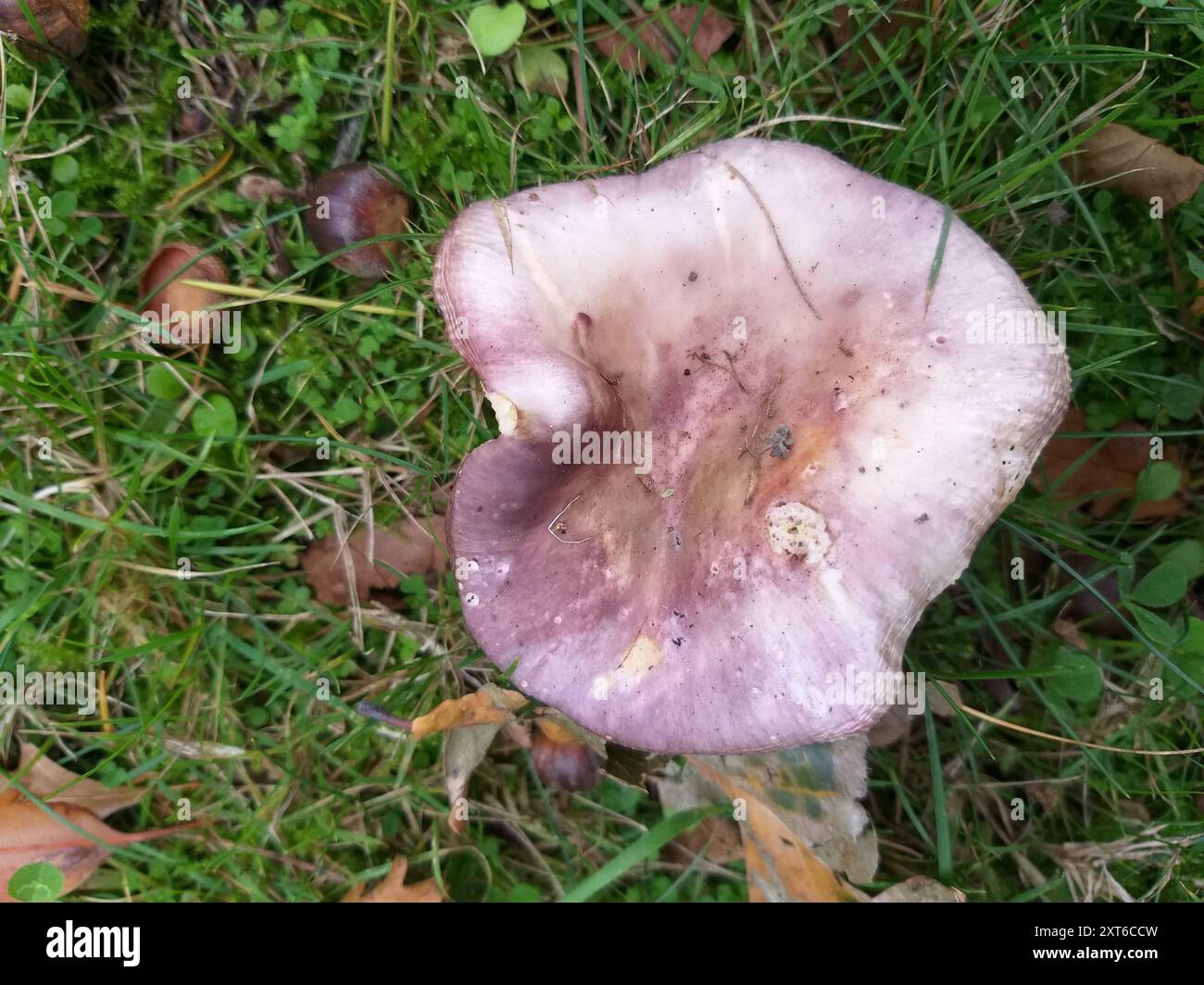 Purple Swamp Brittlegill (Russula nitida) Fungi Stock Photo - Alamy