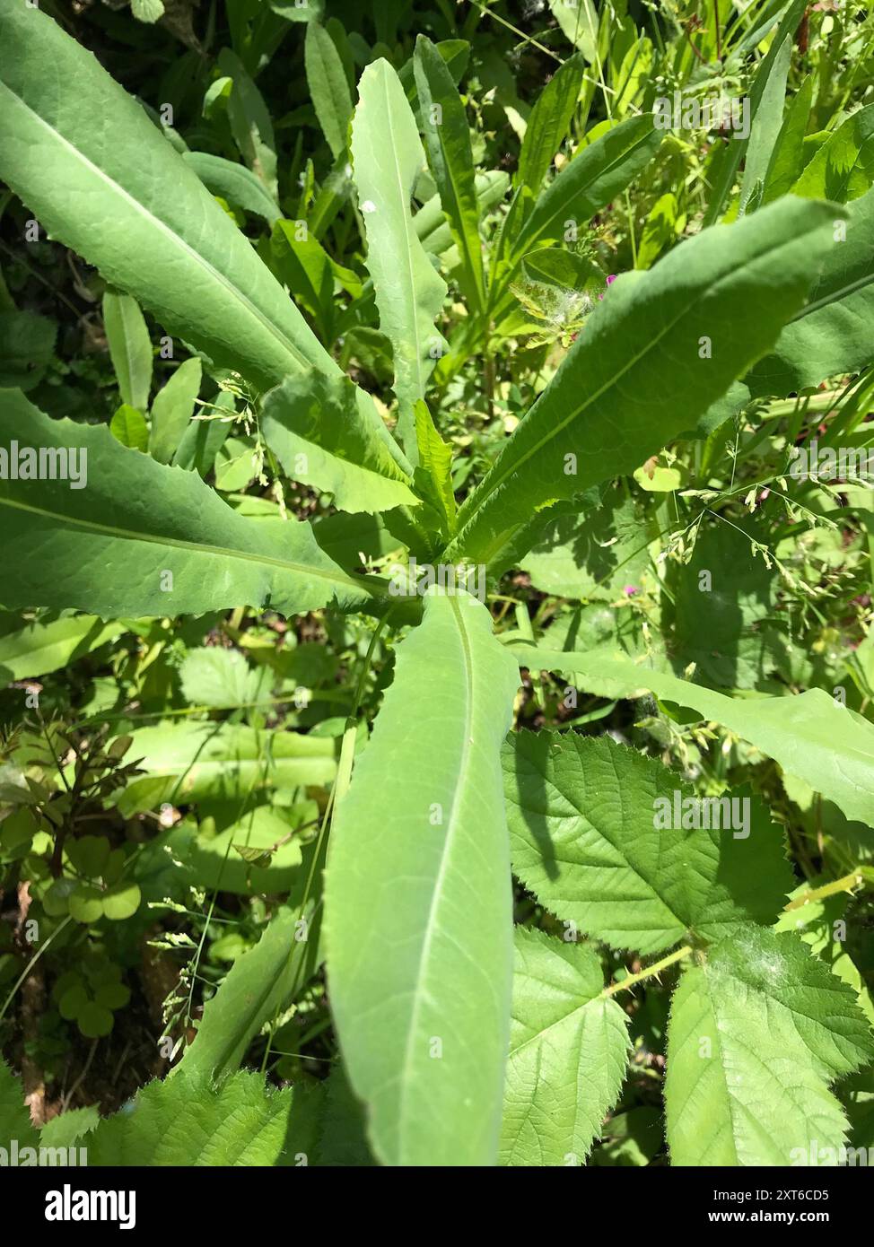 Lettuce, Chicory, Dandelion and Salsify Tribe (Cichorieae) Plantae ...