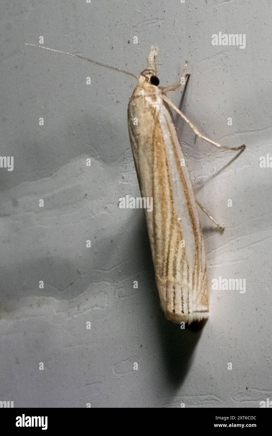 Eastern Grass-veneer (Crambus laqueatellus) Insecta Stock Photo - Alamy