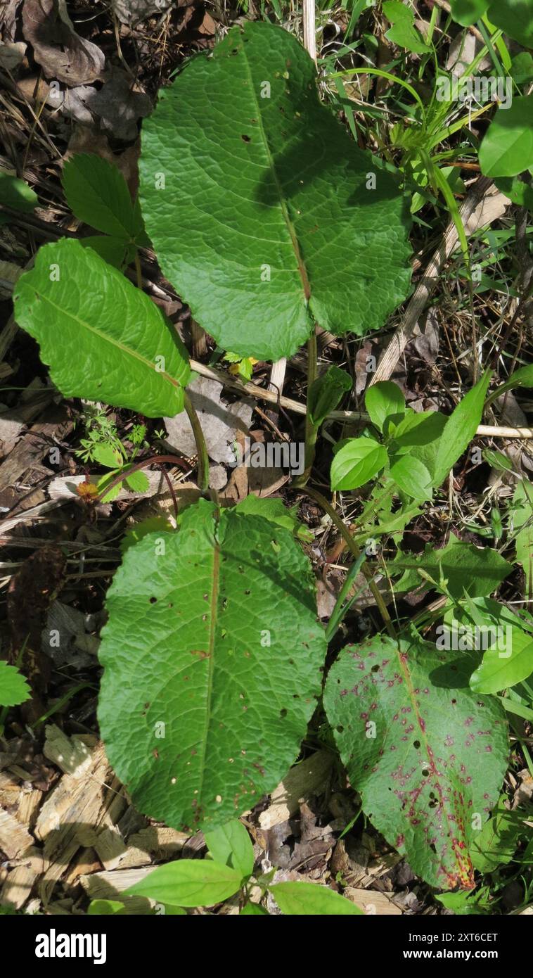 broad-leaved dock (Rumex obtusifolius) Plantae Stock Photo - Alamy