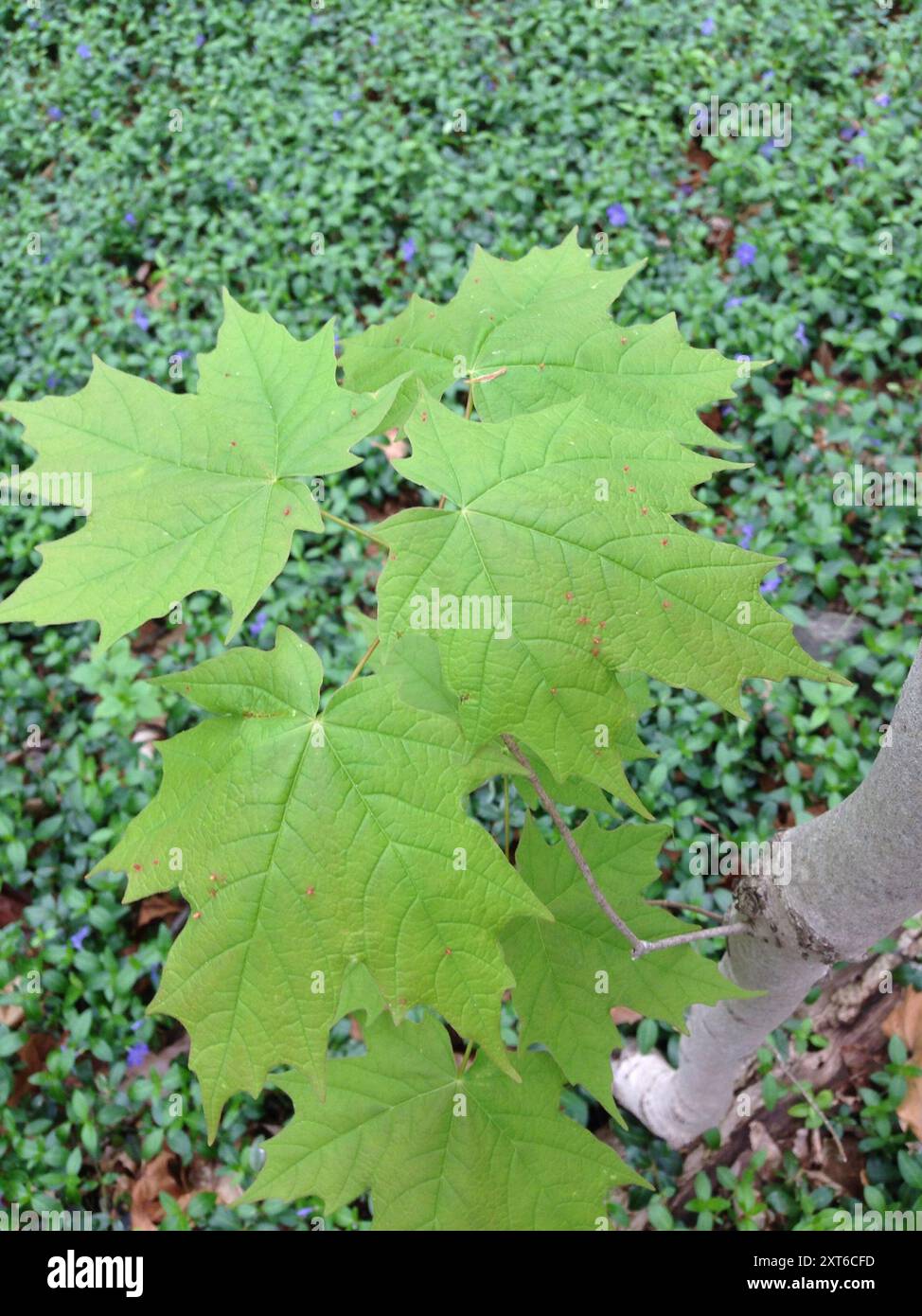 Maple Spindle Gall Mite (Vasates aceriscrumena) Arachnida Stock Photo ...