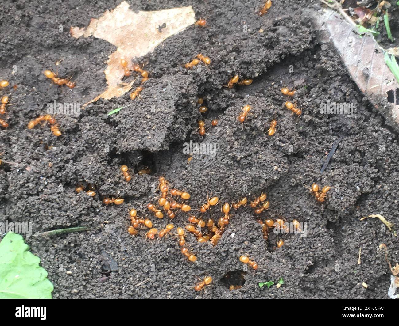 Citronella Ants, Fuzzy Ants, and Allies (Lasius) Insecta Stock Photo ...