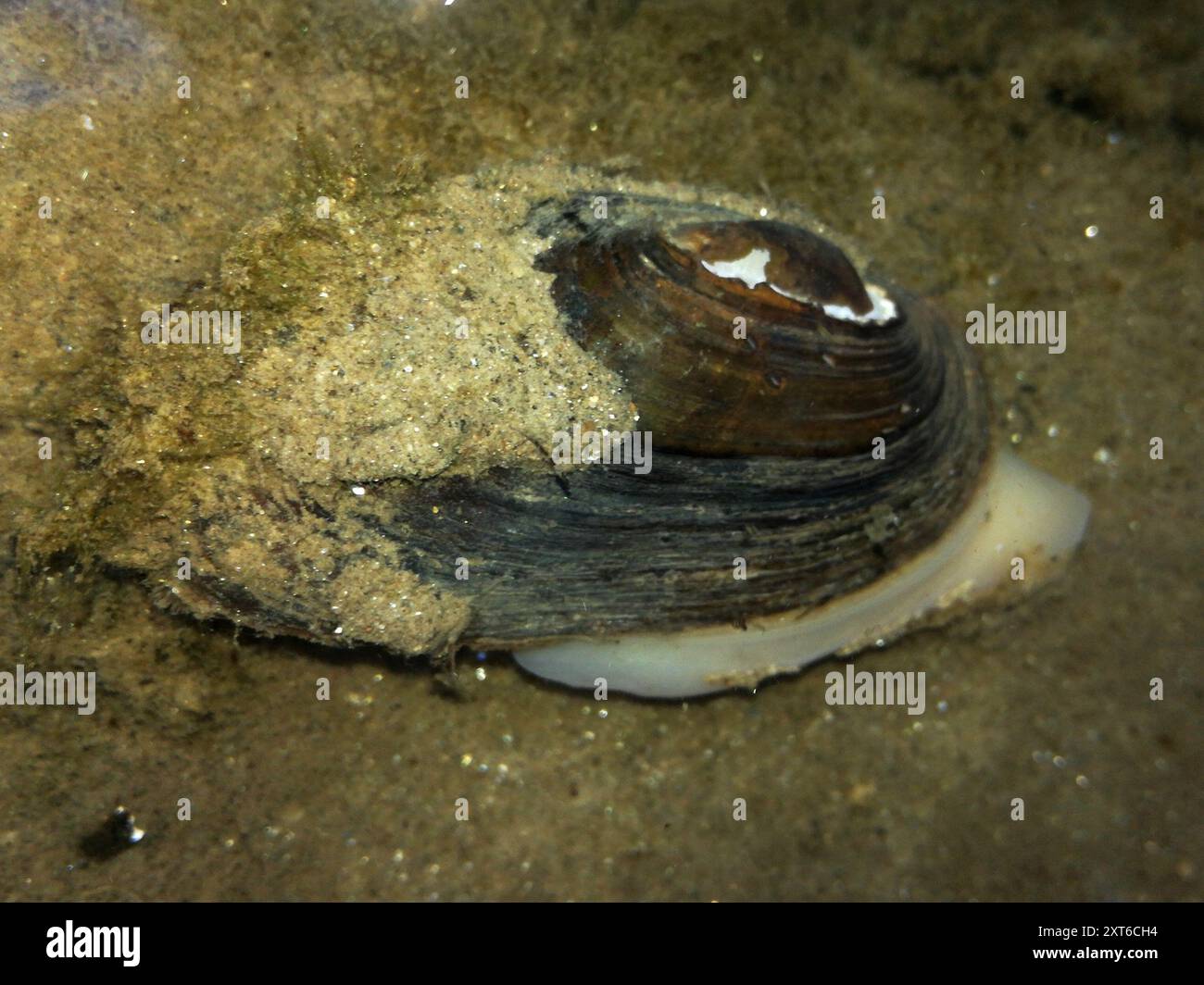 Unio crassus hi-res stock photography and images - Alamy