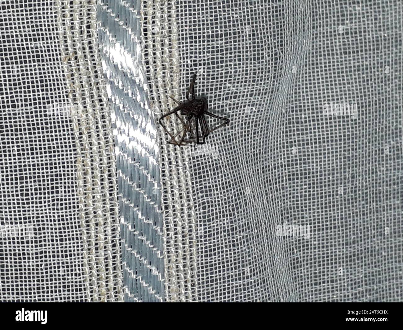 Spitting Spiders (Scytodidae) Arachnida Stock Photo - Alamy