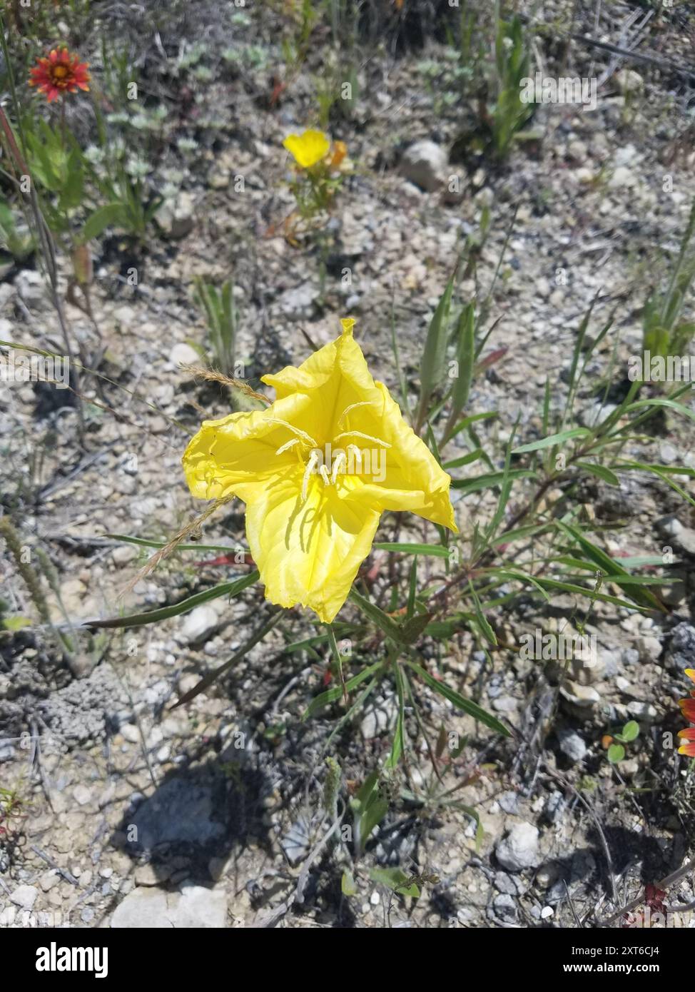 bigfruit evening primrose (Oenothera macrocarpa) Plantae Stock Photo ...