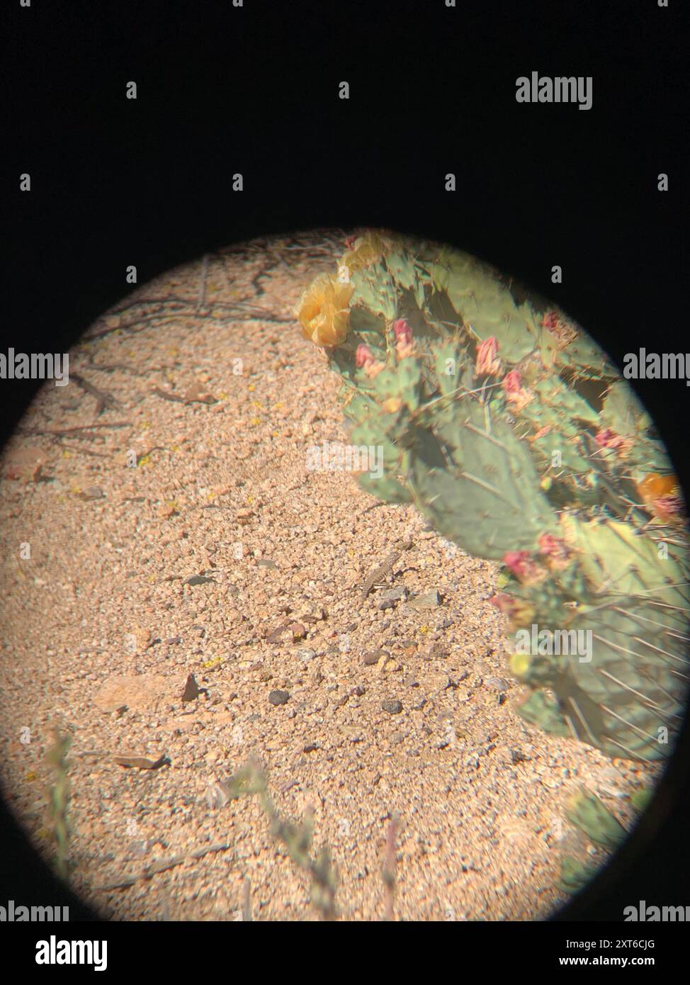 Zebra-tailed Lizard (Callisaurus draconoides) Reptilia Stock Photo - Alamy