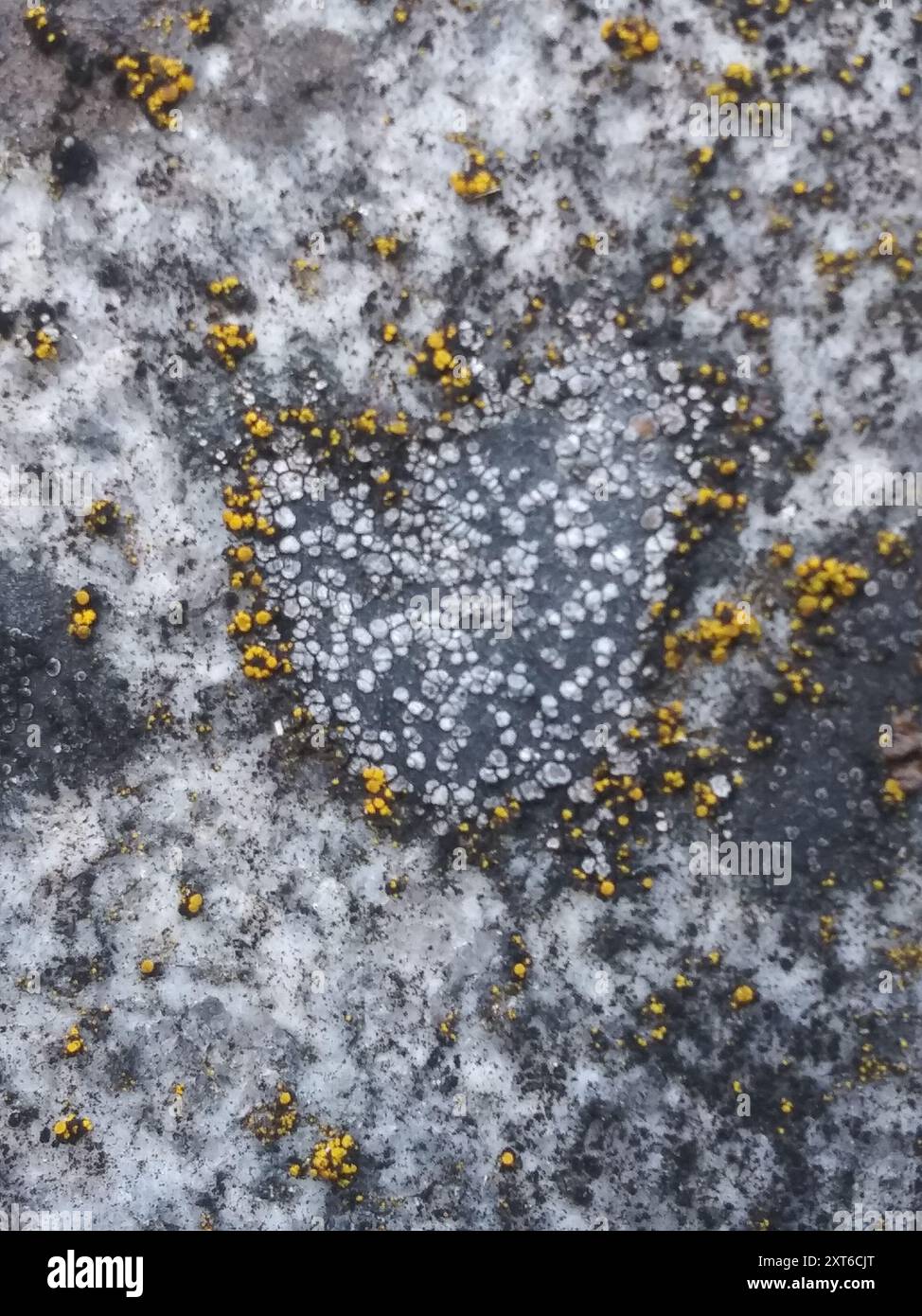 Alpine Brown Sunken Disk Lichen (Bellemerea alpina) Fungi Stock Photo ...