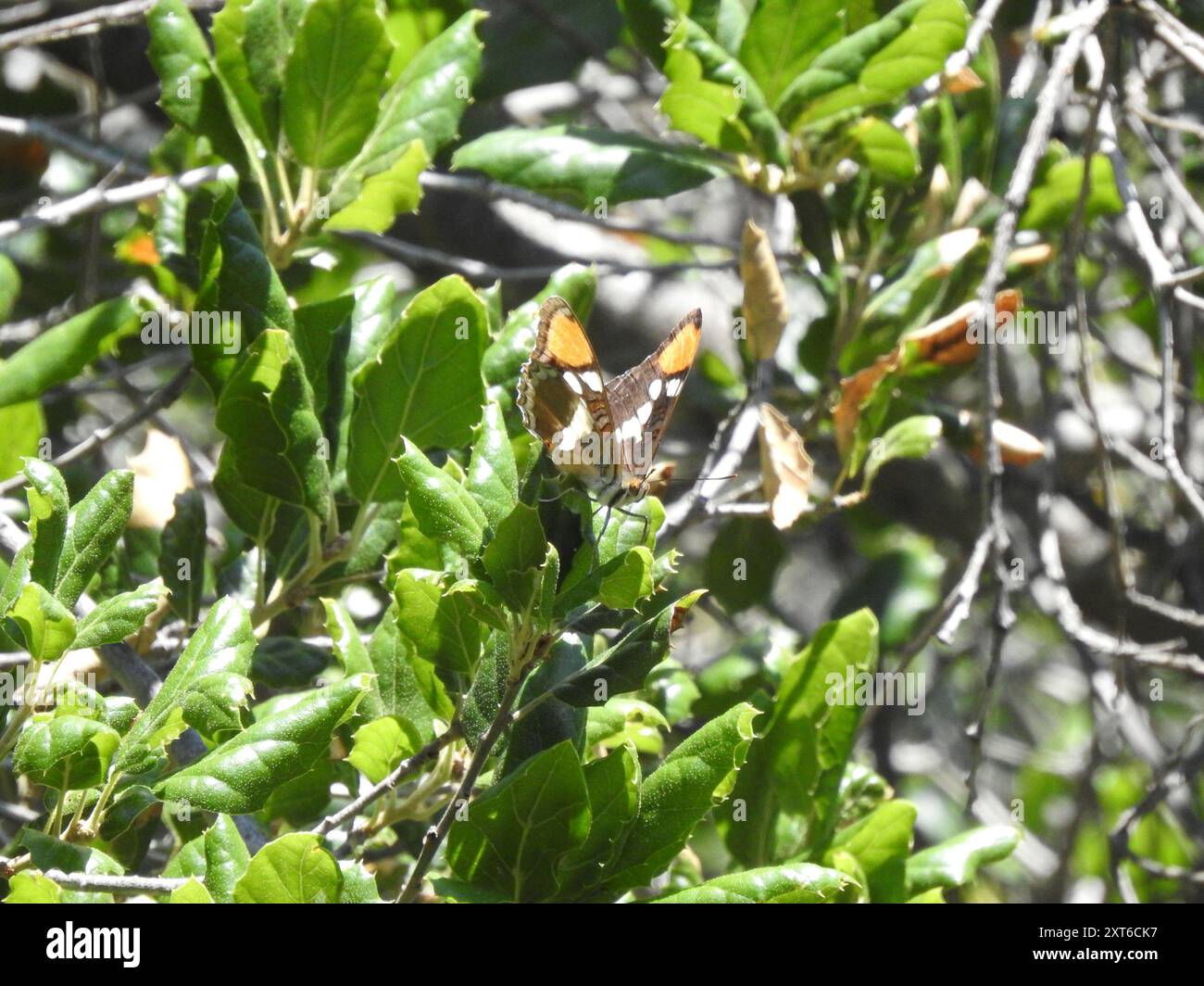 California Sister (Adelpha californica) Insecta Stock Photo - Alamy