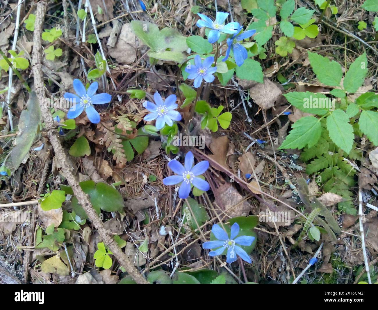 Liverleaf (Hepatica nobilis) Plantae Stock Photo - Alamy
