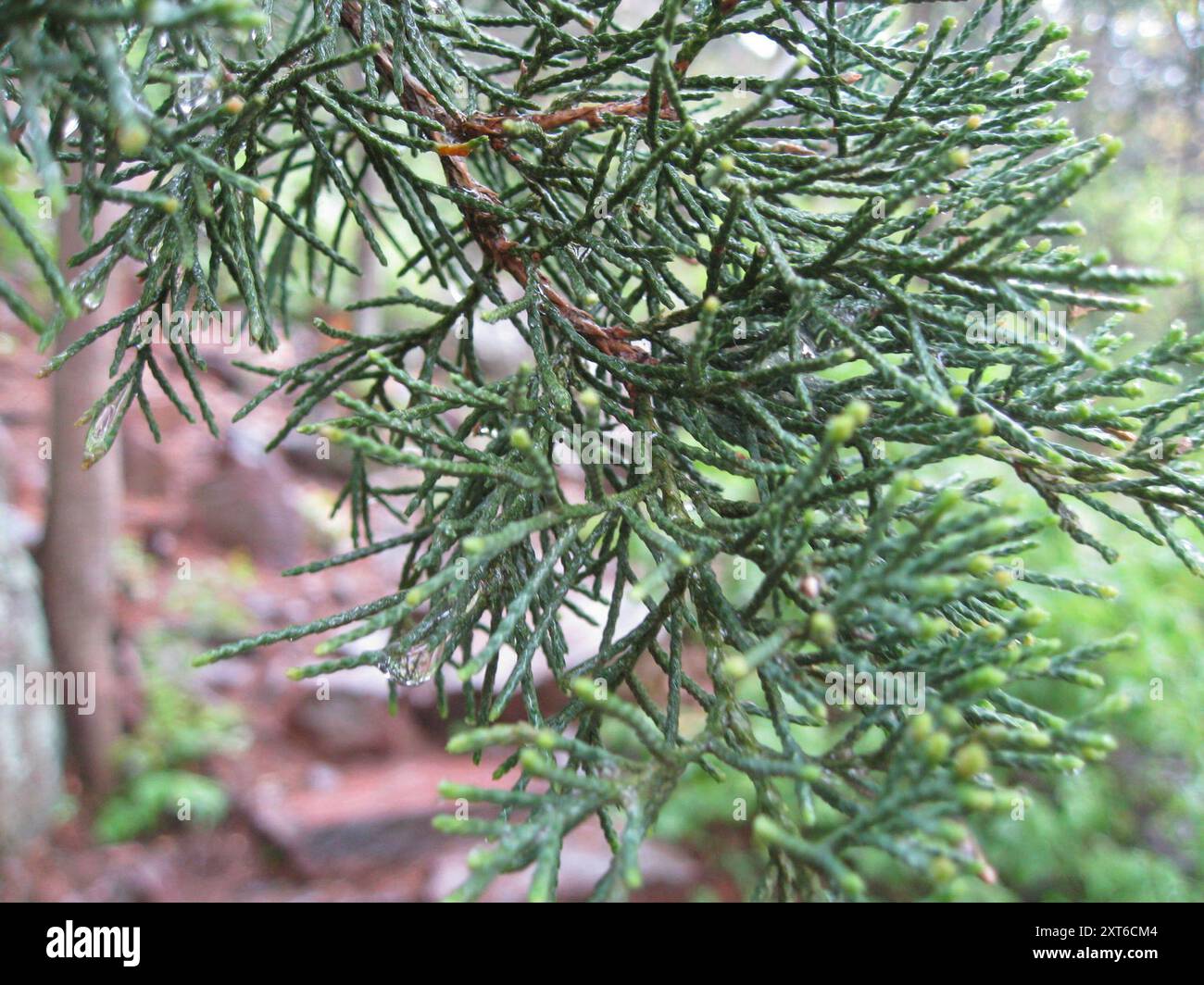 eastern redcedar (Juniperus virginiana) Plantae Stock Photo - Alamy