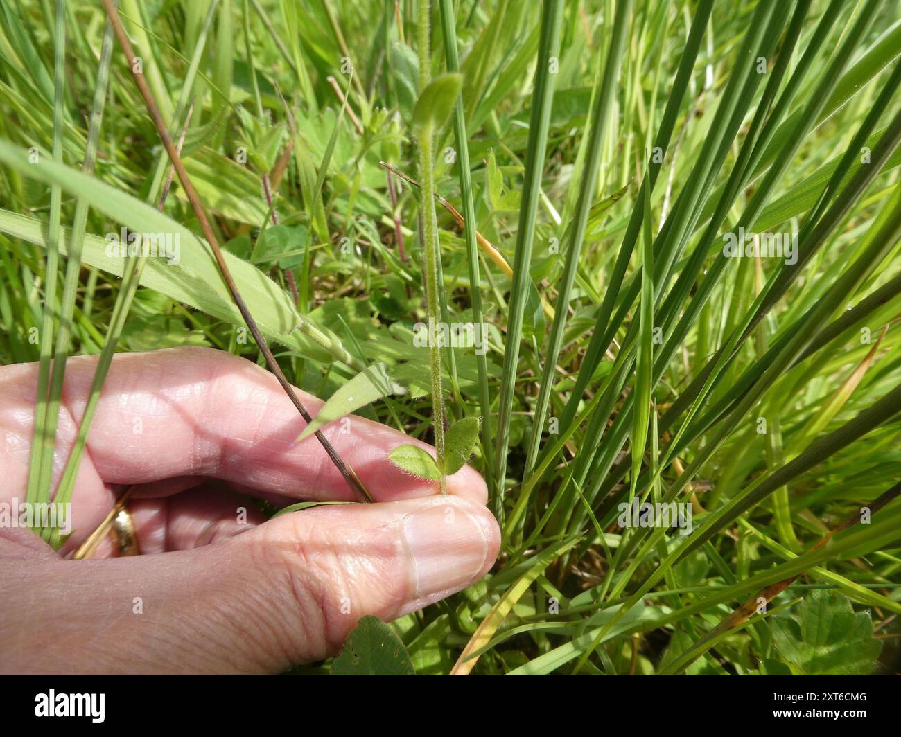 Common mouse-ear chickweed (Cerastium fontanum) Plantae Stock Photo - Alamy