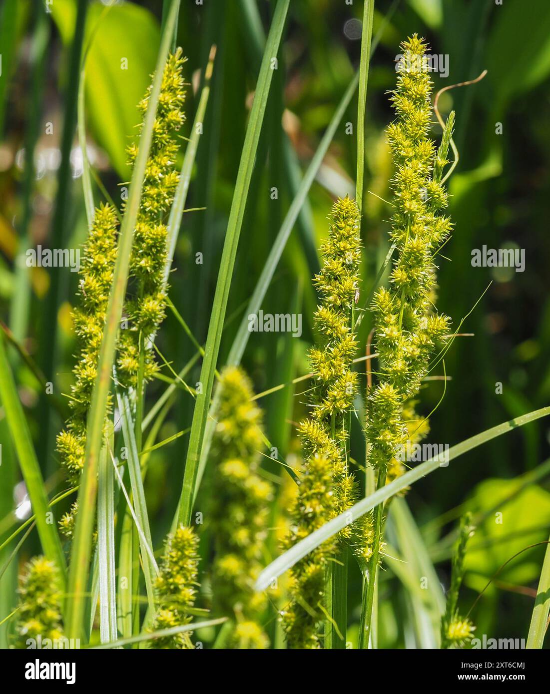 fox sedge (Carex vulpinoidea) Plantae Stock Photo - Alamy