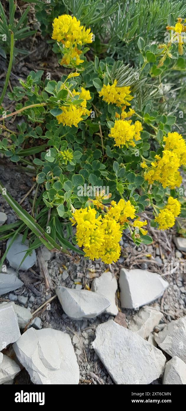 (Medicago cretacea) Plantae Stock Photo - Alamy