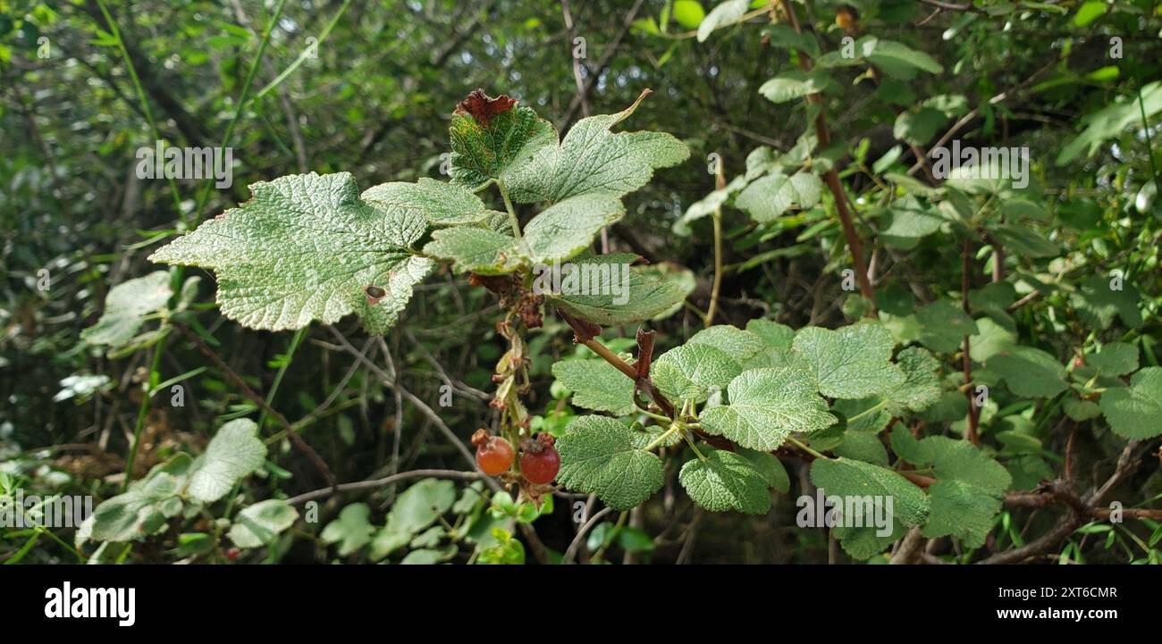 currants and gooseberries (Ribes) Plantae Stock Photo - Alamy