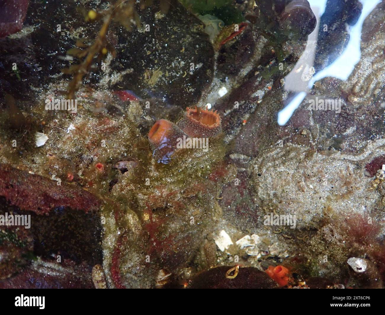 Northwest Ugly Clam (Entodesma navicula) Mollusca Stock Photo - Alamy