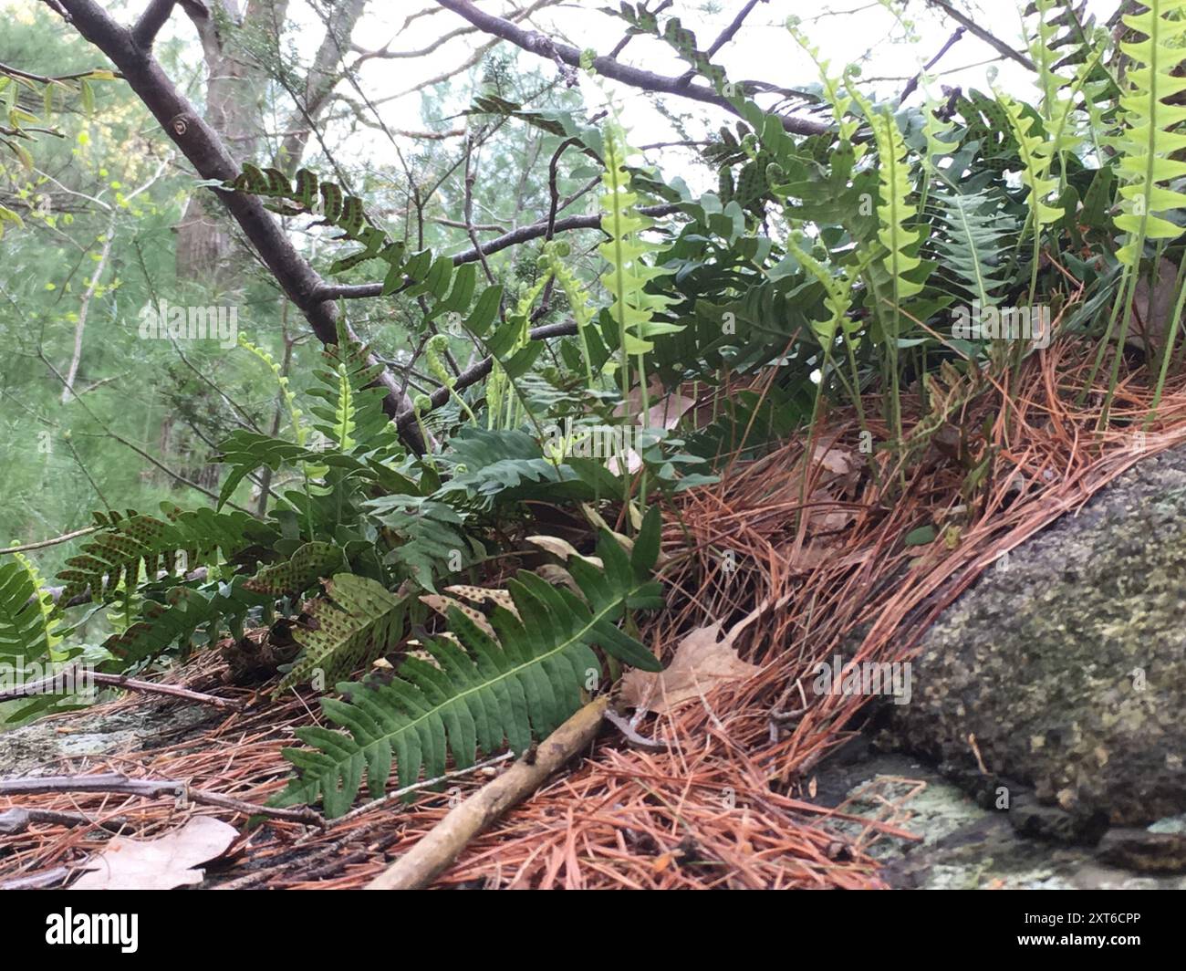 rock polypody (Polypodium virginianum) Plantae Stock Photo - Alamy