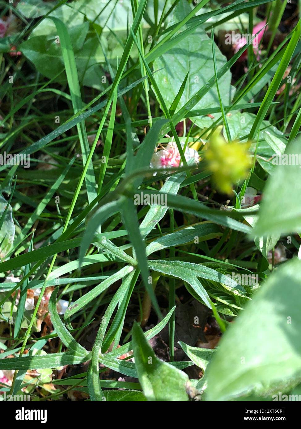 Goldilocks Buttercup (Ranunculus auricomus) Plantae Stock Photo - Alamy