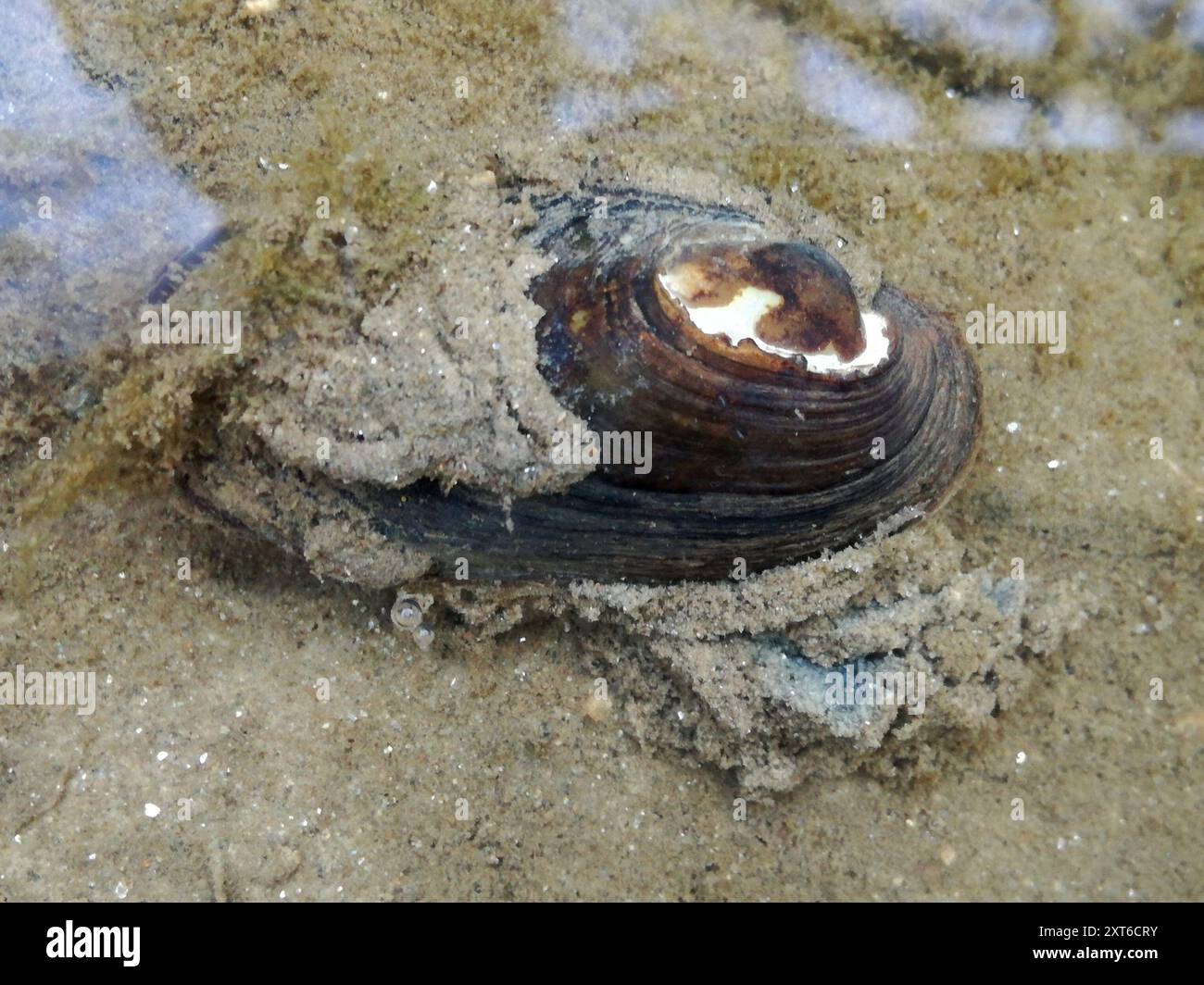 Thick-shelled Mussel (Unio crassus) Mollusca Stock Photo - Alamy