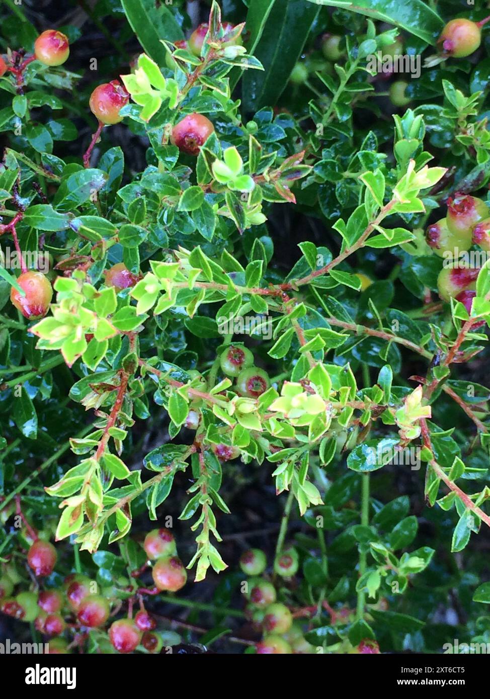 Shiny blueberry (Vaccinium myrsinites) Plantae Stock Photo - Alamy