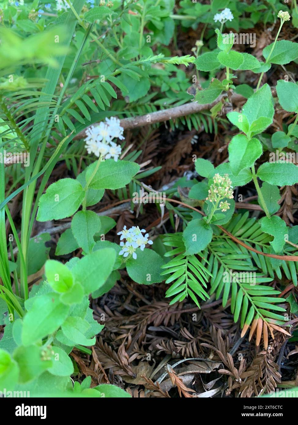 modesty (Whipplea modesta) Plantae Stock Photo - Alamy