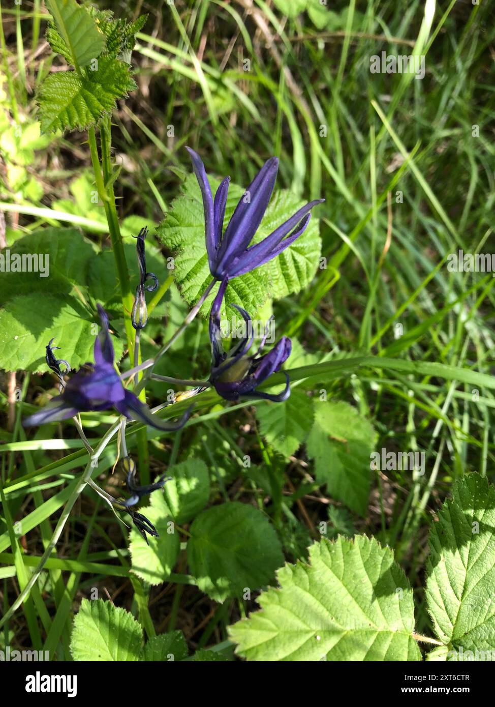 great camas (Camassia leichtlinii) Plantae Stock Photo - Alamy