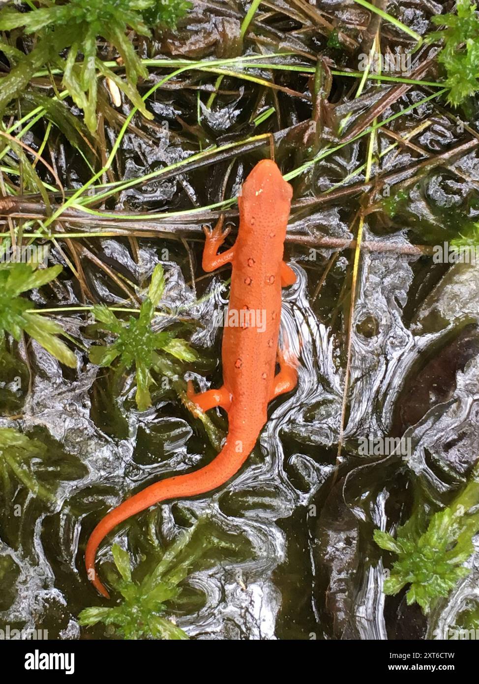 Eastern Newt (Notophthalmus viridescens) Amphibia Stock Photo - Alamy